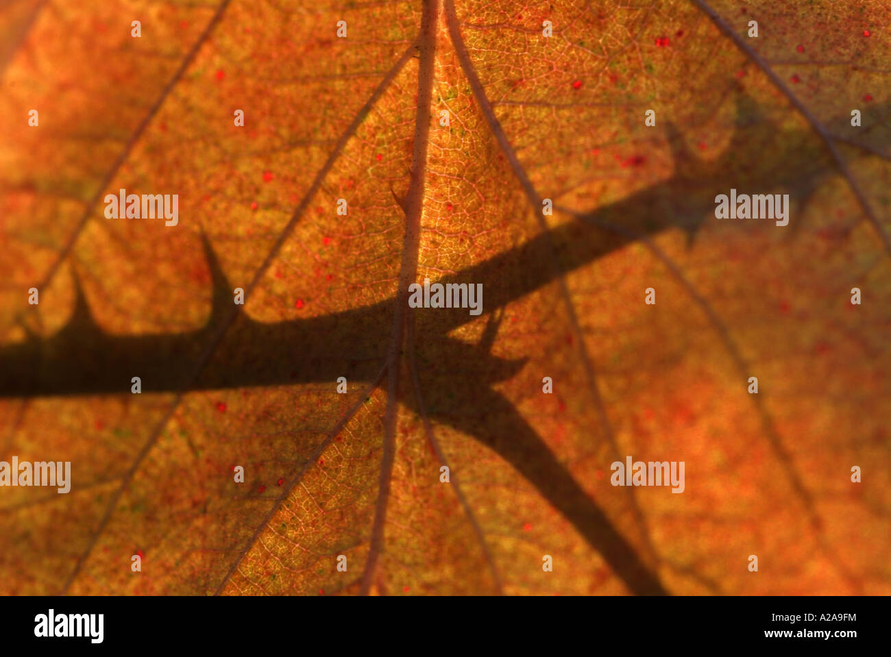 A withered leaf Stock Photo - Alamy