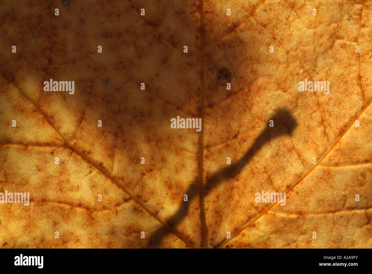 A withered leaf Stock Photo - Alamy