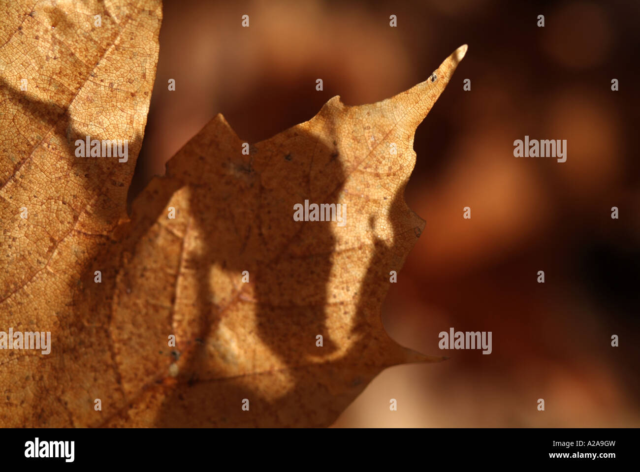 A withered leaf Stock Photo - Alamy