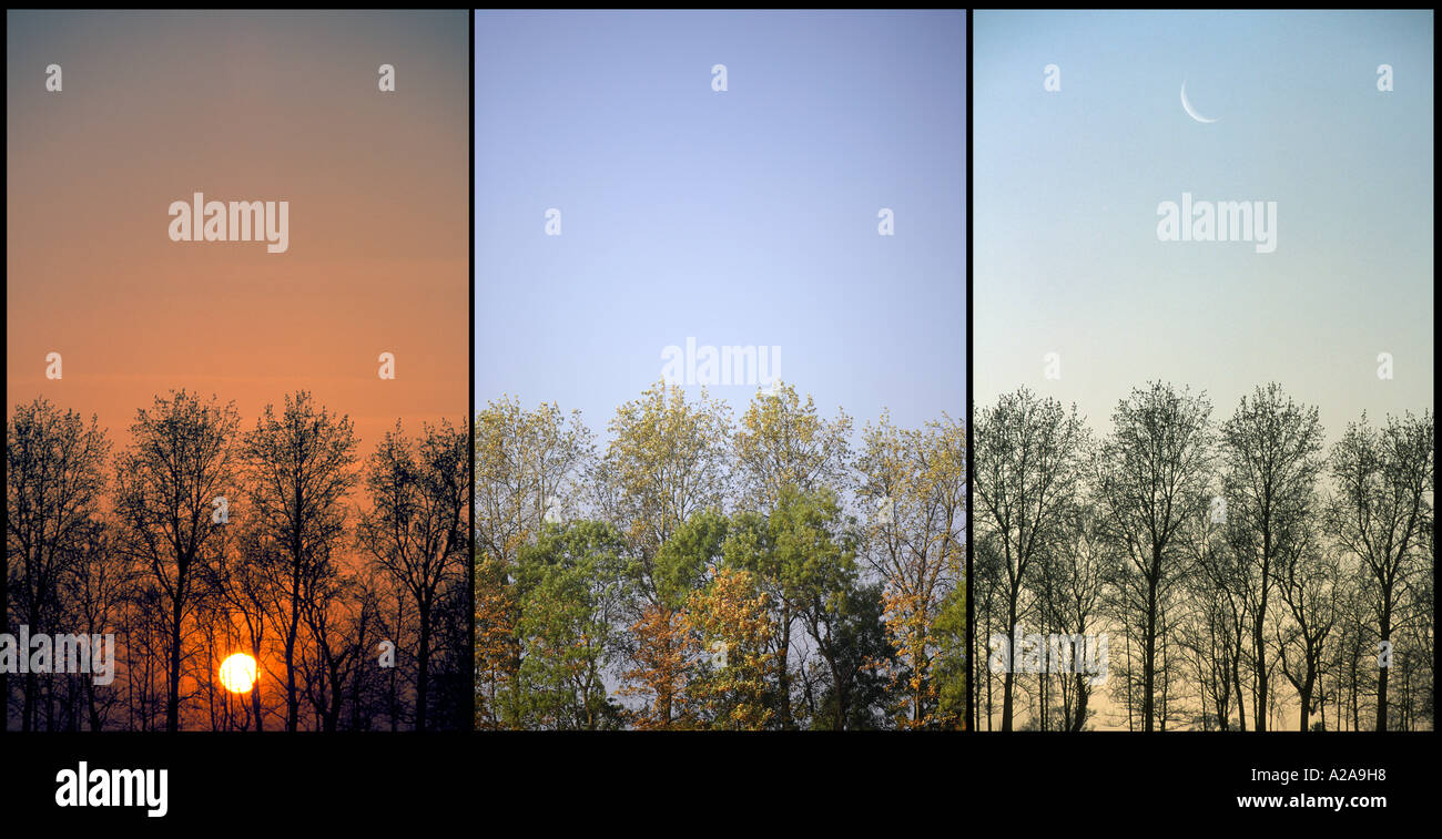 Triptych of trees in Radley Oxfordshire Stock Photo - Alamy