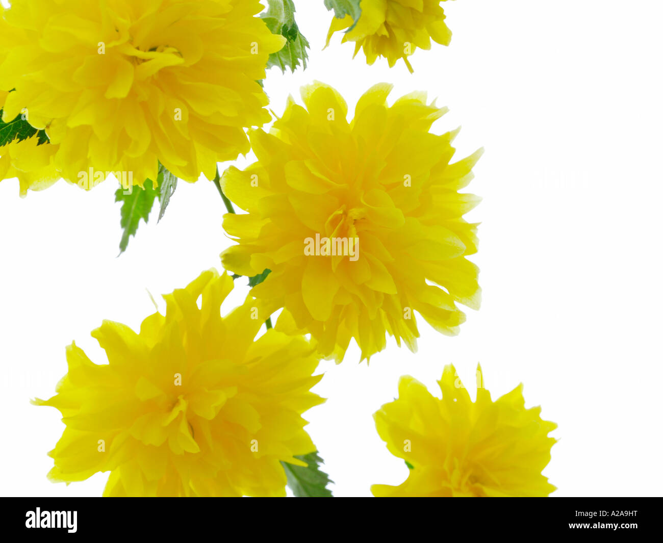 Japanese kerria yellow flowers hi-res stock photography and images - Alamy