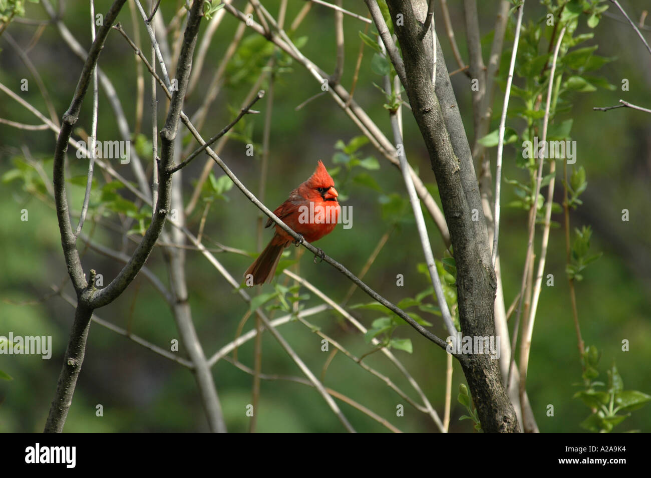 Northern Cardinal Male Stock Photo - Alamy