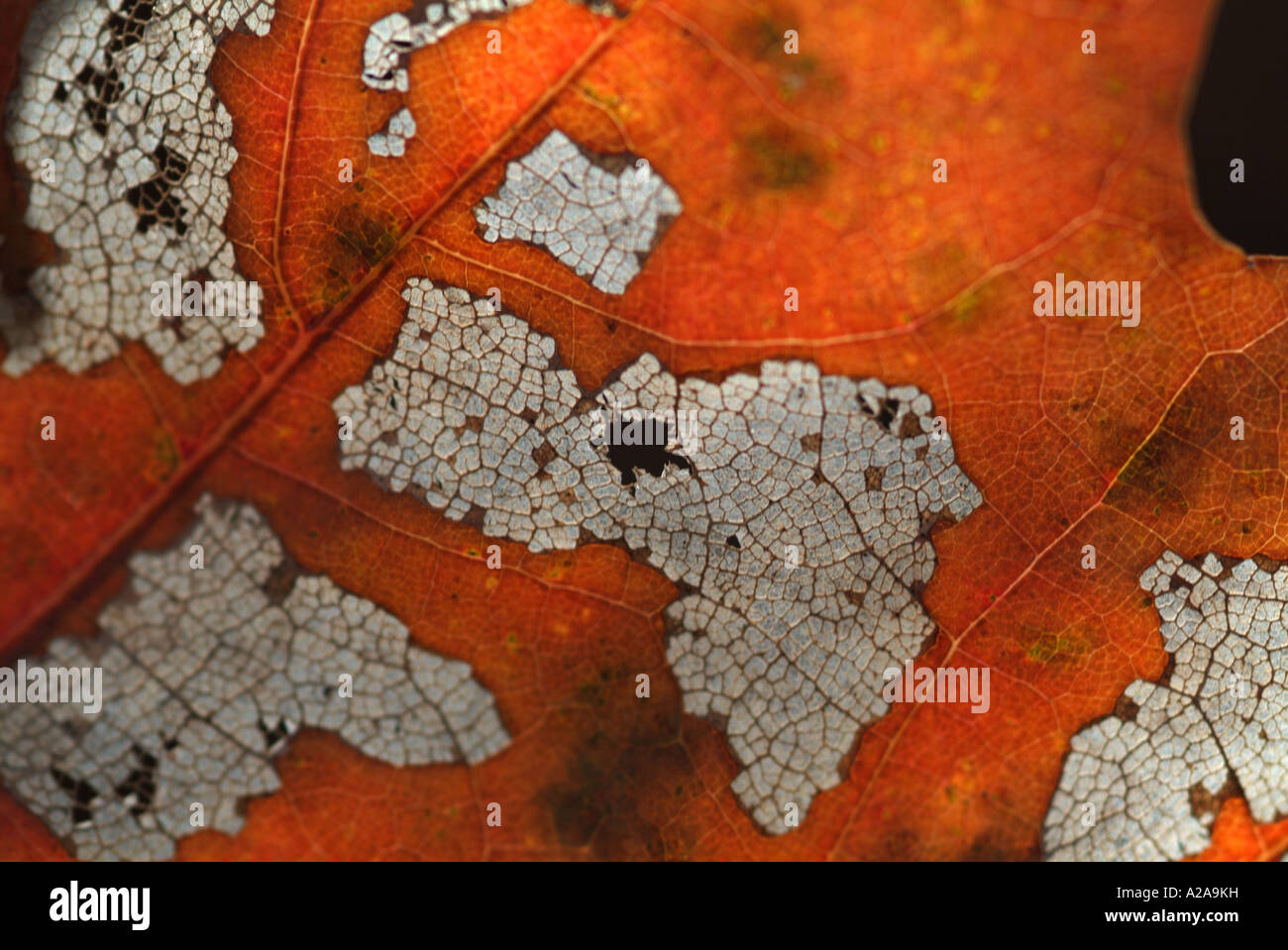 A withered leaf Stock Photo - Alamy