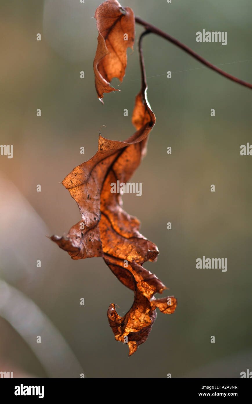 A withered leaf Stock Photo - Alamy