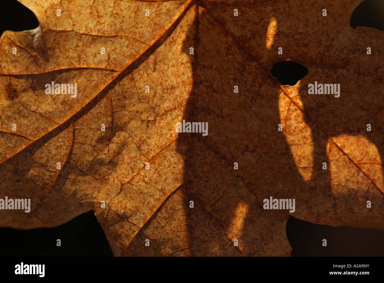 A withered leaf Stock Photo - Alamy