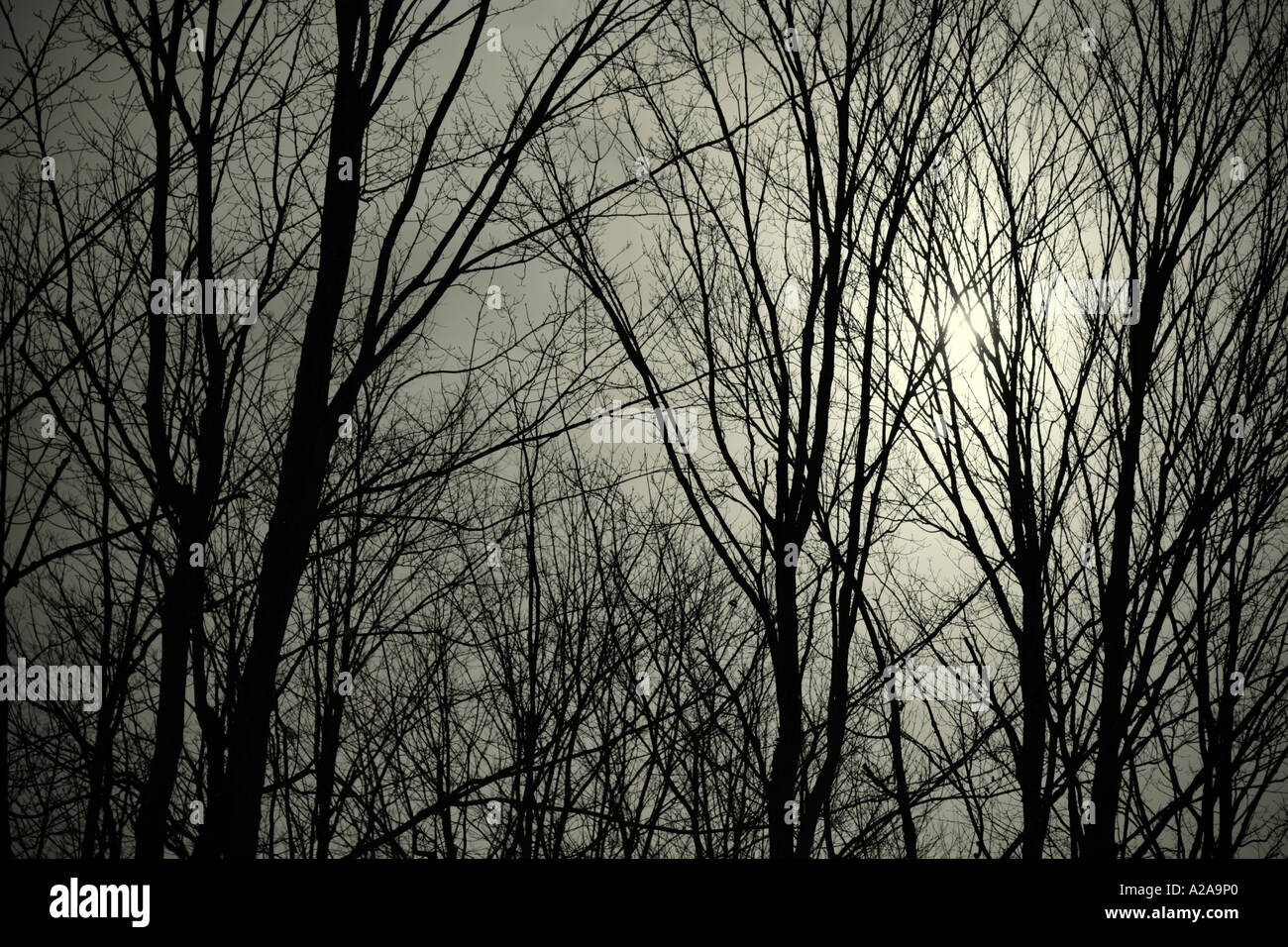 trees back lighted Stock Photo - Alamy