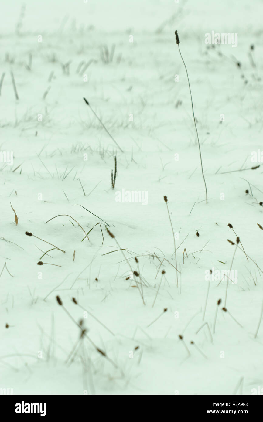 weeds and snow Stock Photo - Alamy