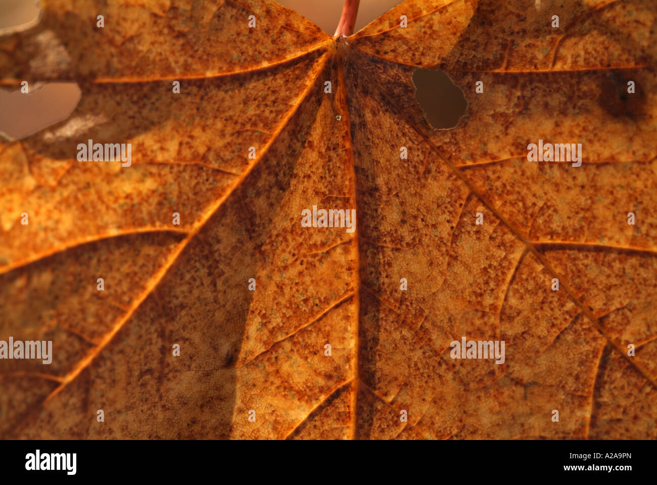 A withered leaf Stock Photo - Alamy