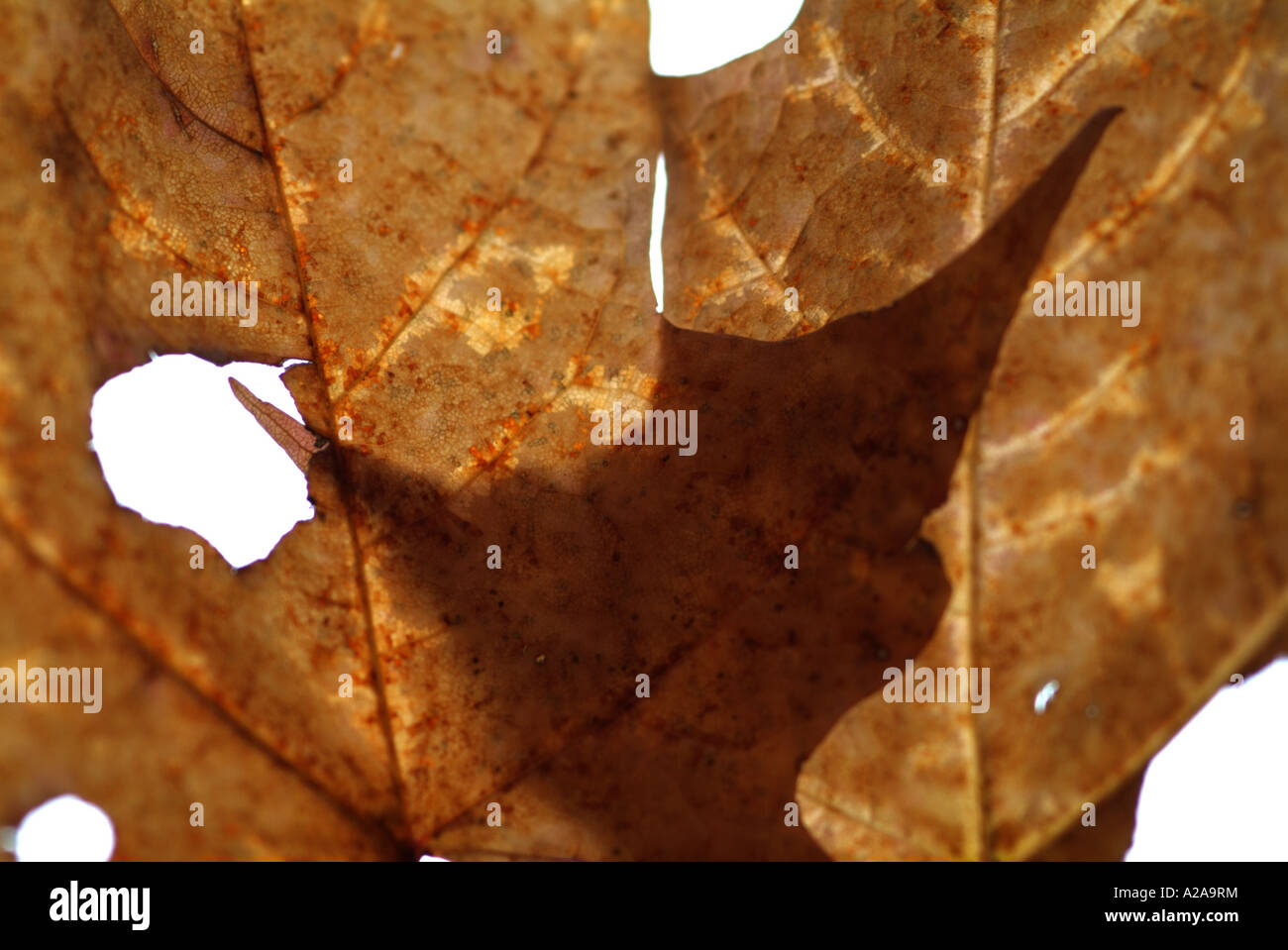A withered leaf Stock Photo - Alamy