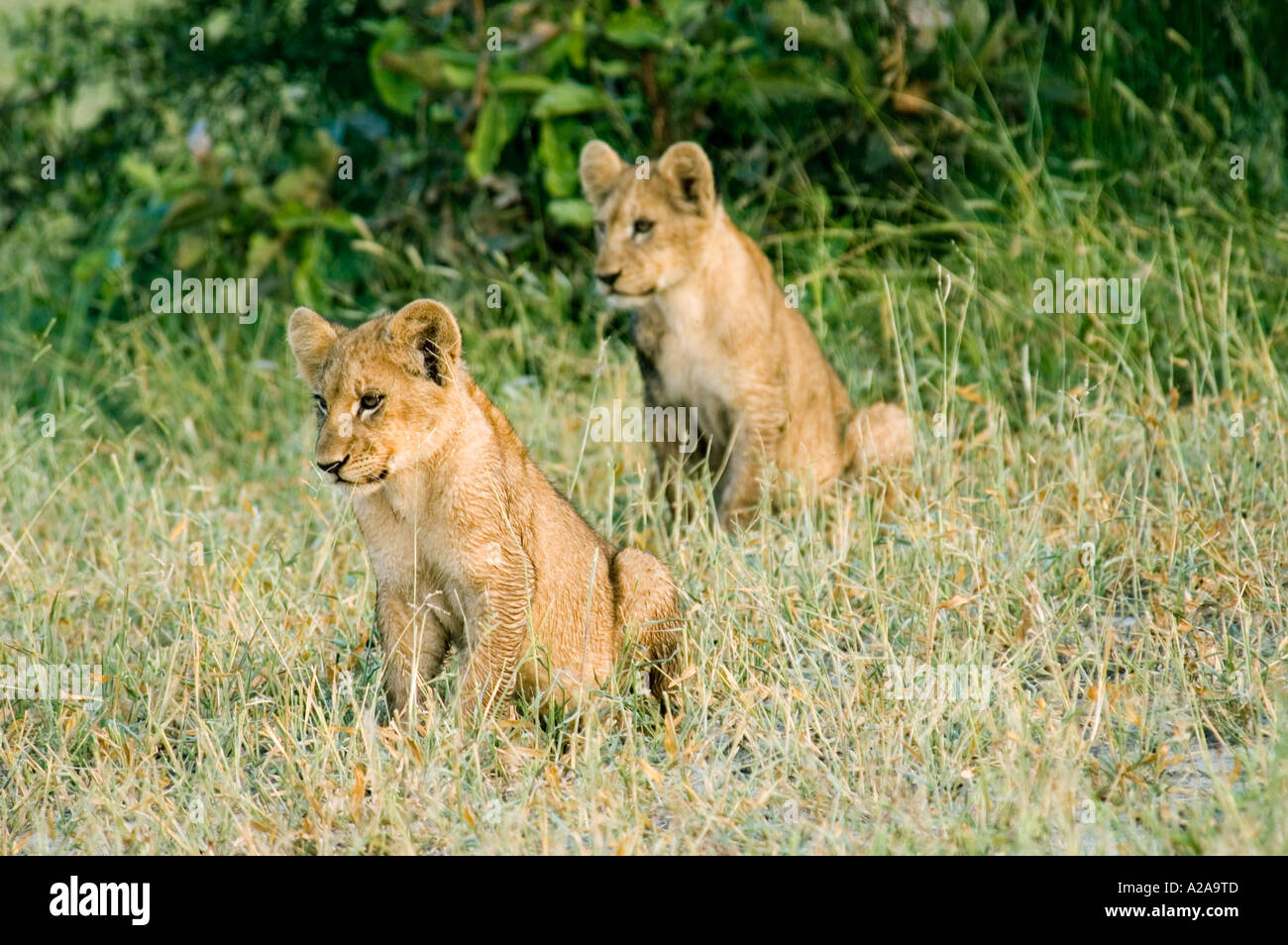 Lion reflection cub hi-res stock photography and images - Alamy
