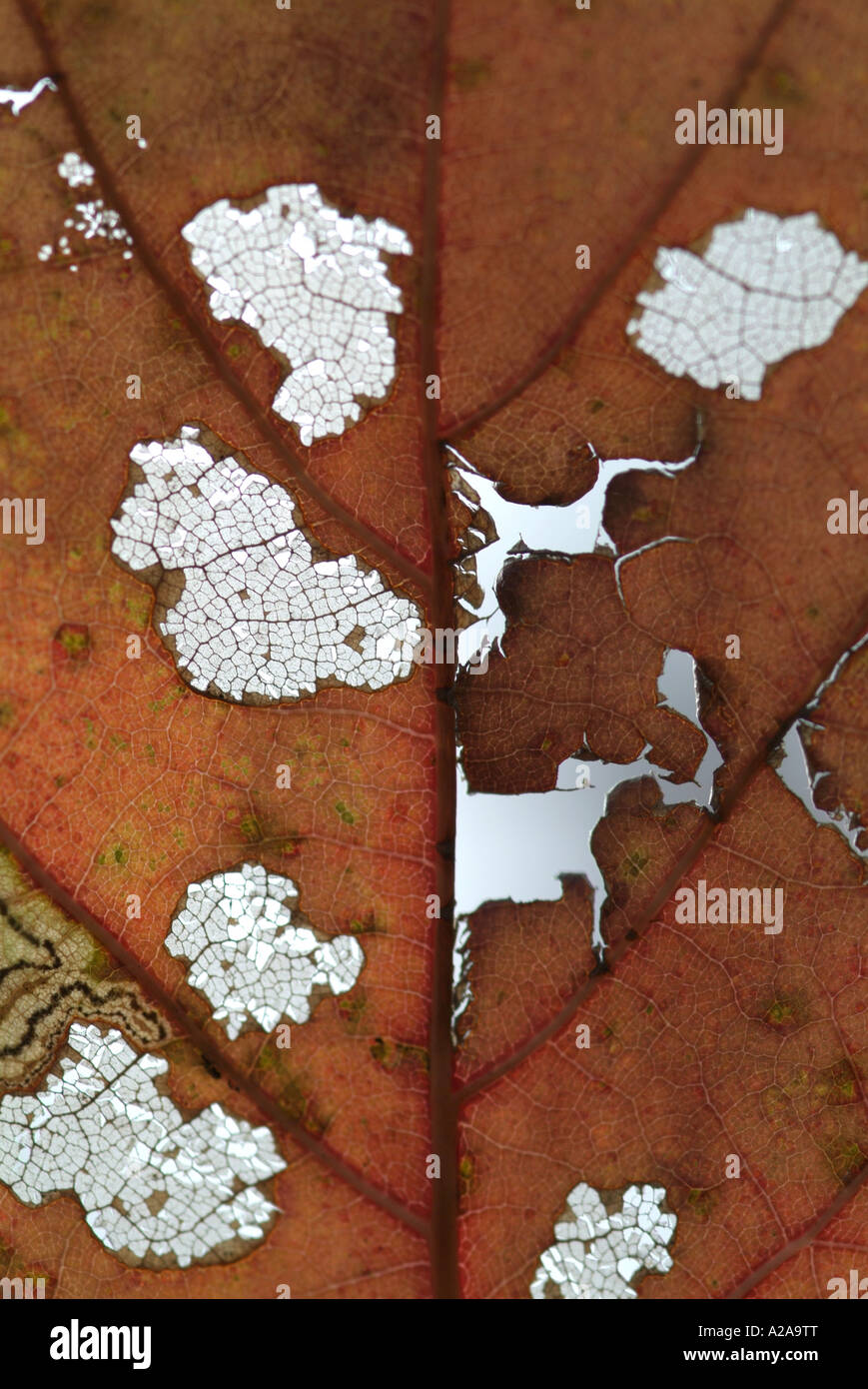 A withered leaf Stock Photo - Alamy
