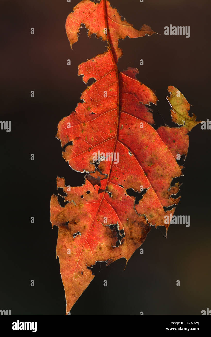 A withered leaf Stock Photo - Alamy