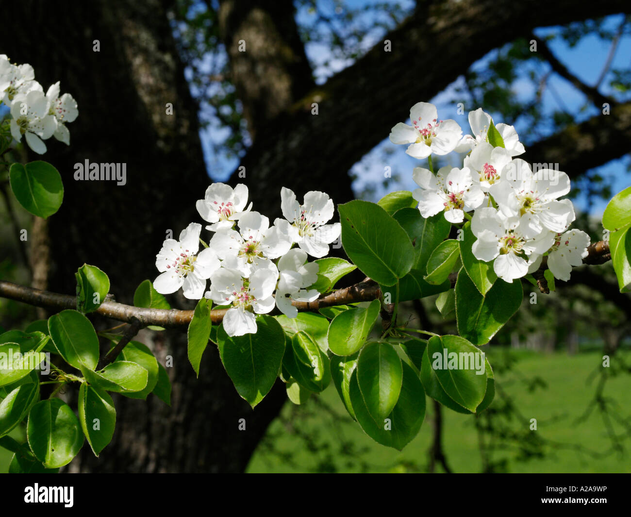 pear tree in blossom detail Stock Photo - Alamy
