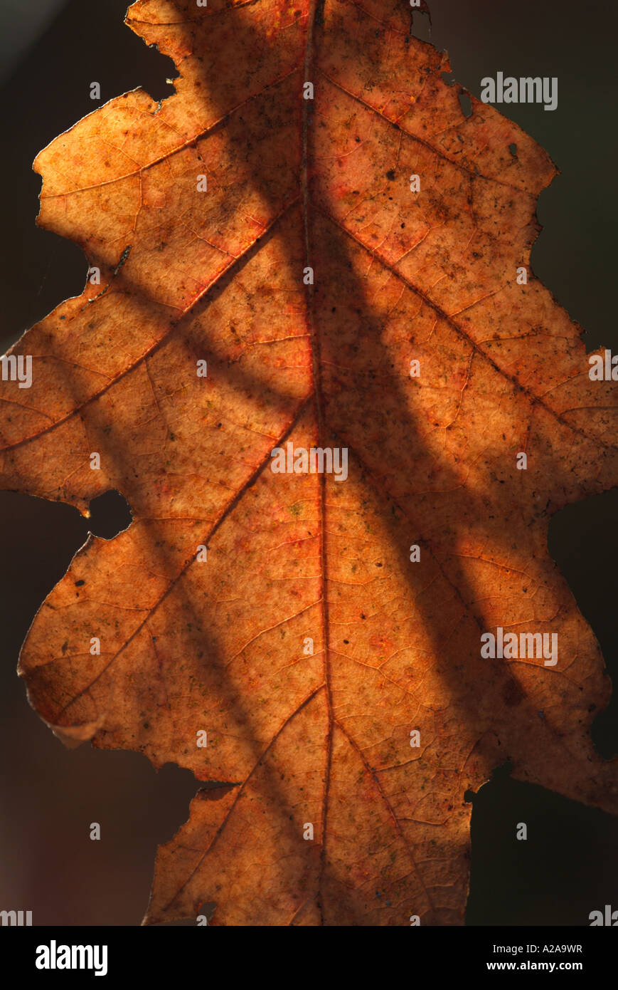 A withered leaf Stock Photo - Alamy