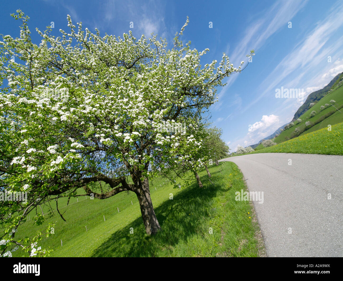 pear tree in blossom at the roadside Stock Photo - Alamy