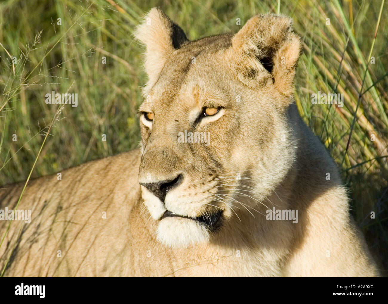 Lionness africa hi-res stock photography and images - Alamy