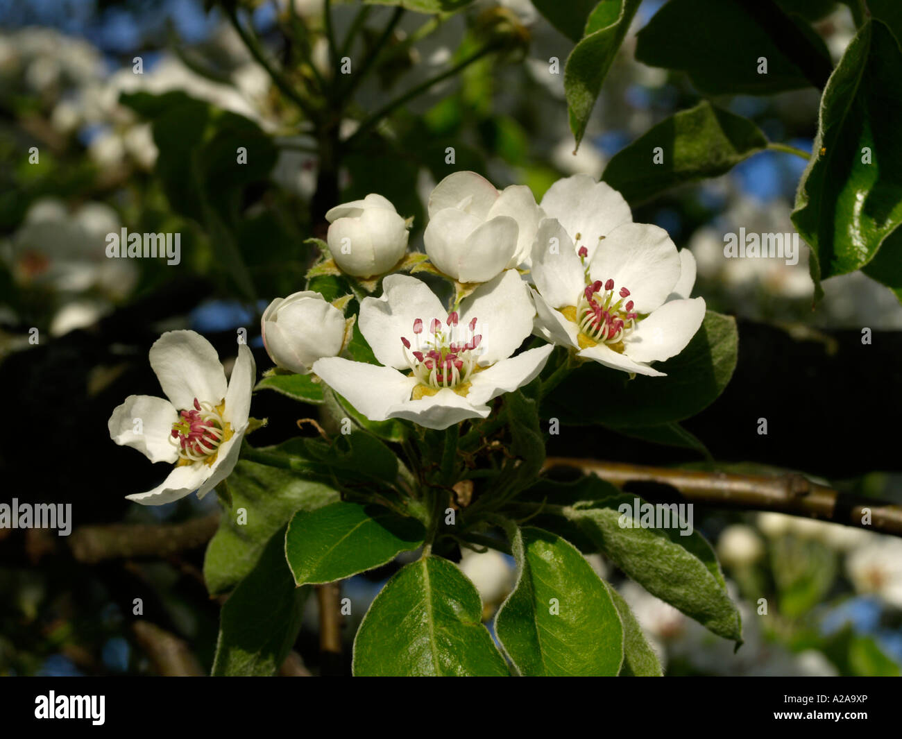 pear tree in blossom detail Stock Photo - Alamy