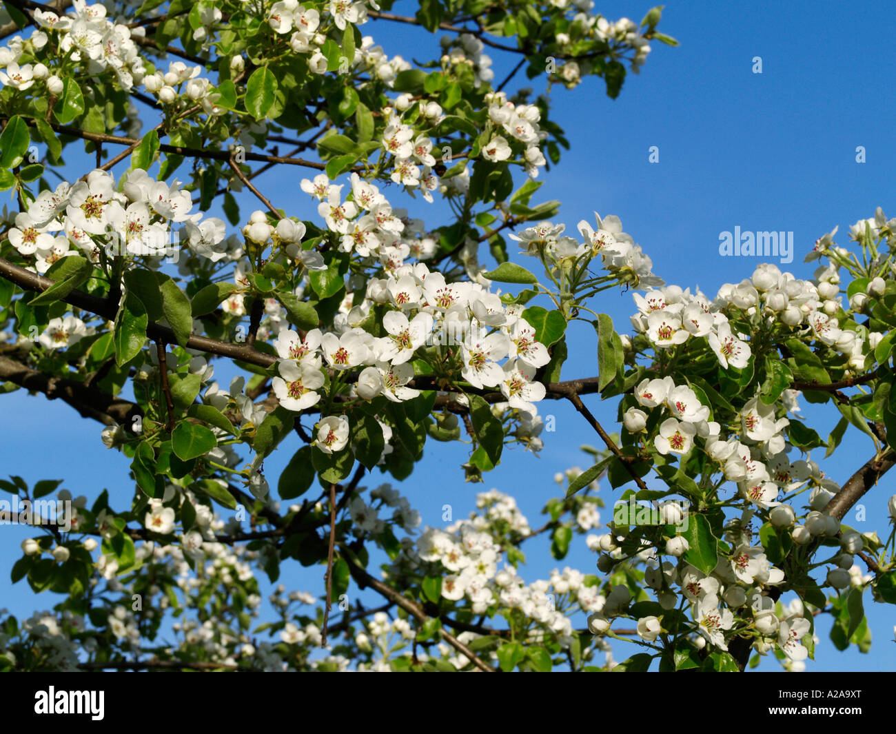 pear tree in blossom Stock Photo - Alamy