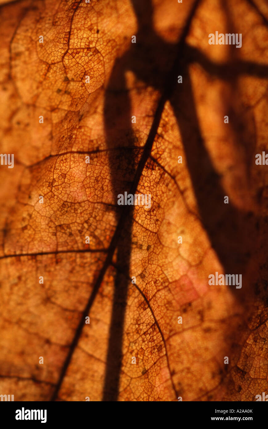 A withered leaf Stock Photo - Alamy