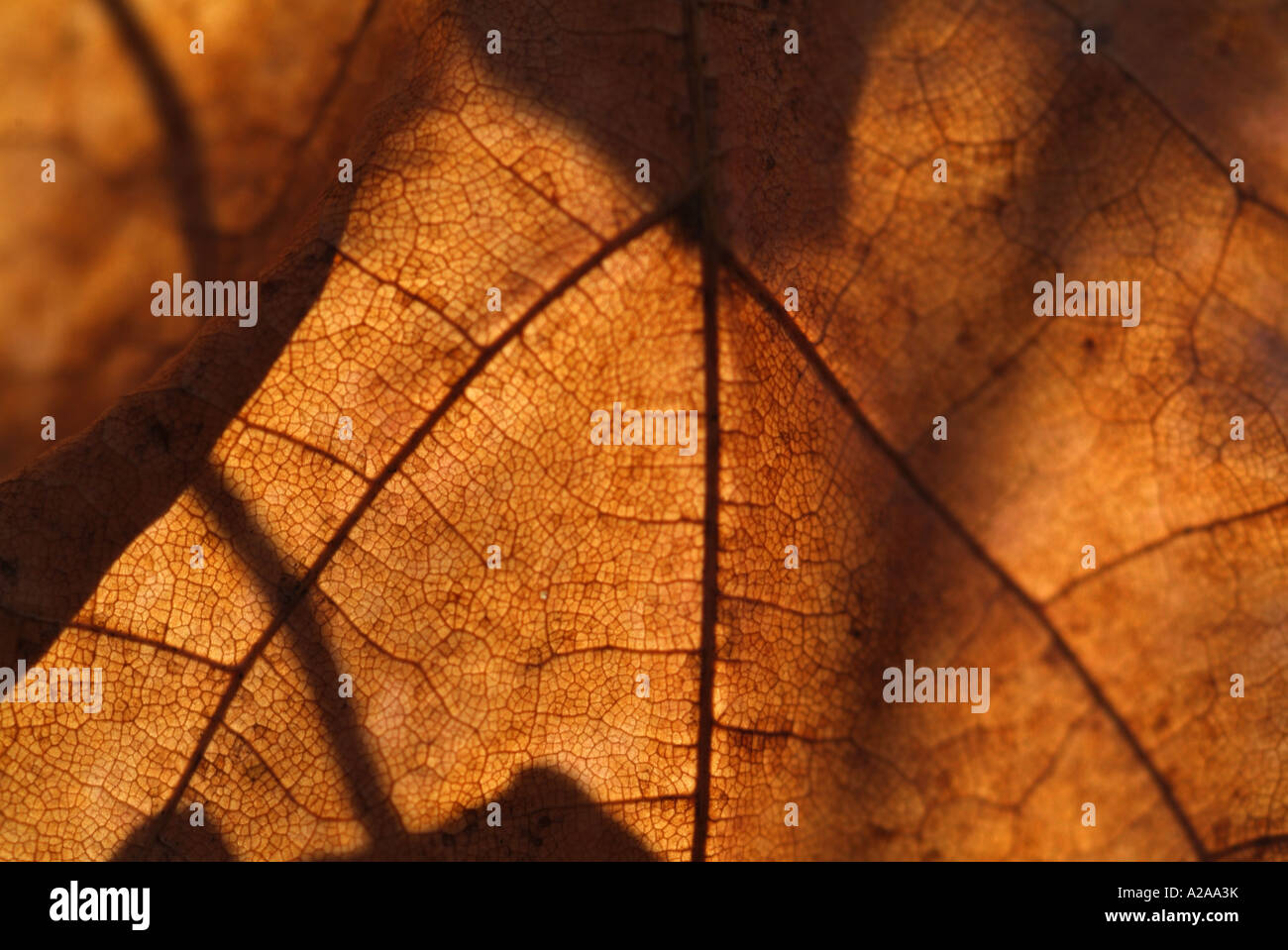 A withered leaf Stock Photo - Alamy