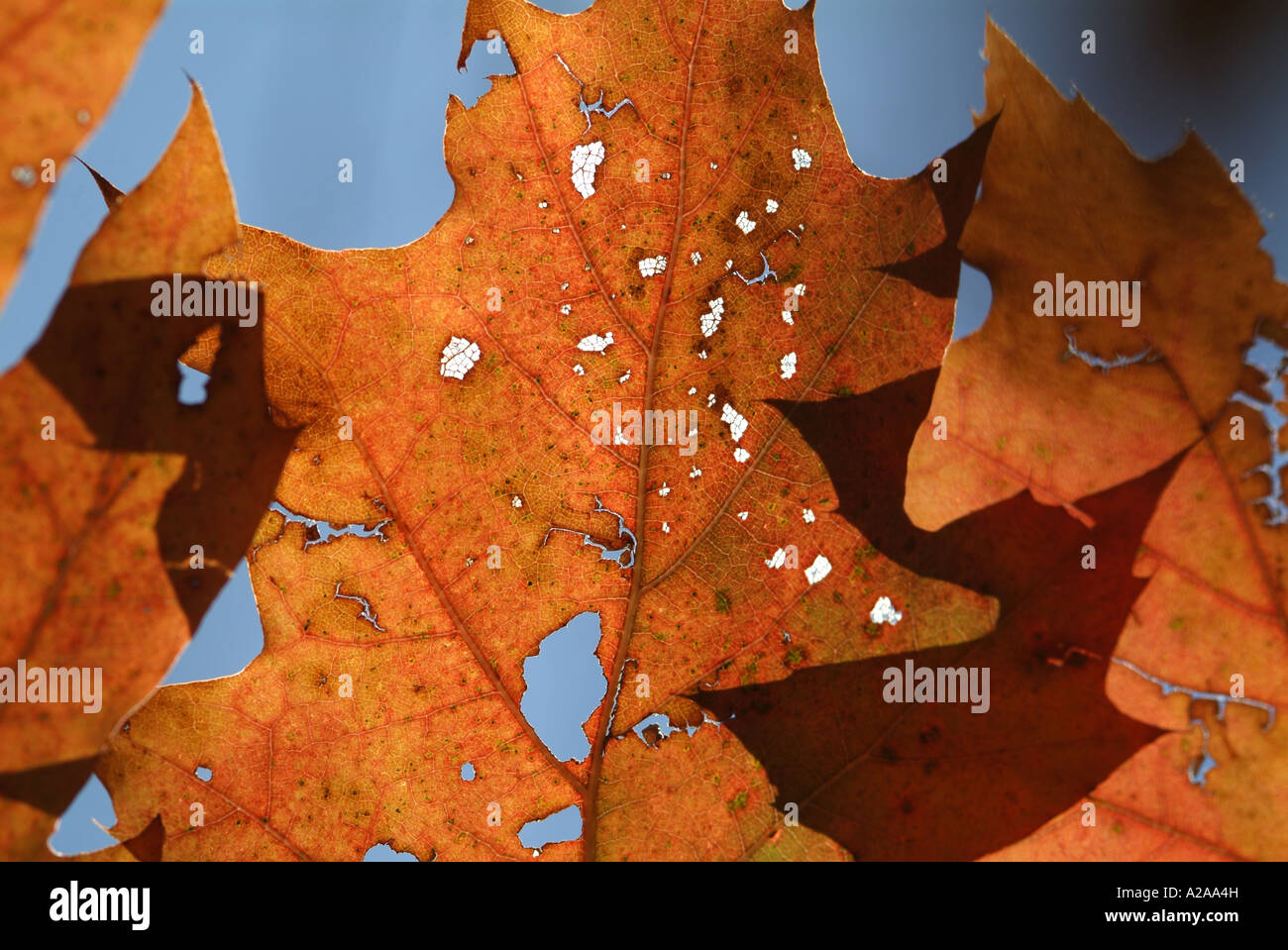 Rotten Leaves in autumn Stock Photo - Alamy