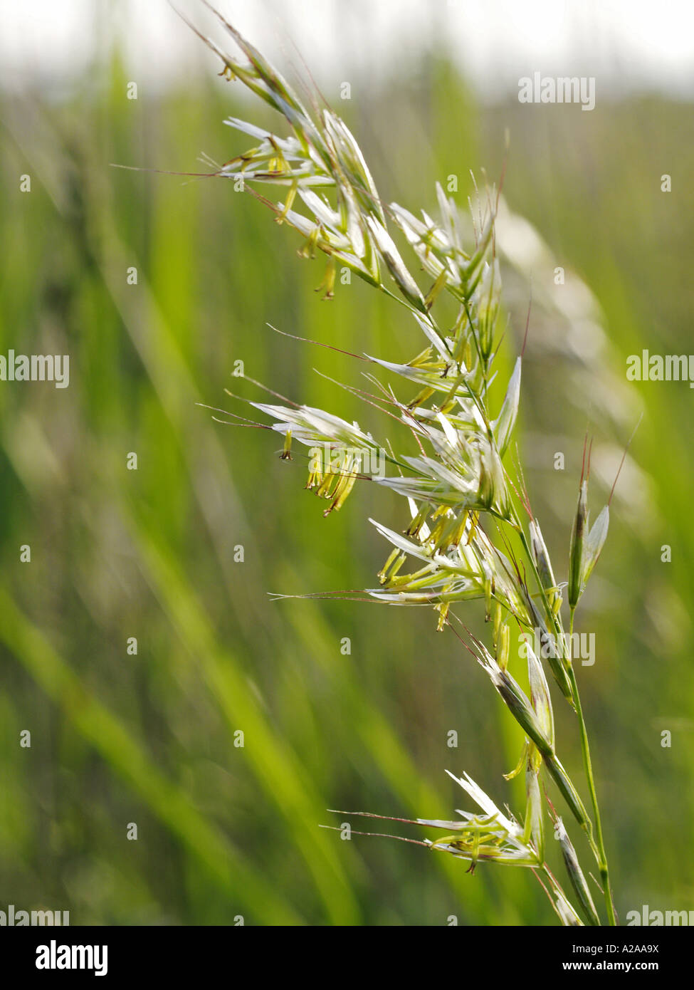 grass, blooming, pollen Stock Photo - Alamy