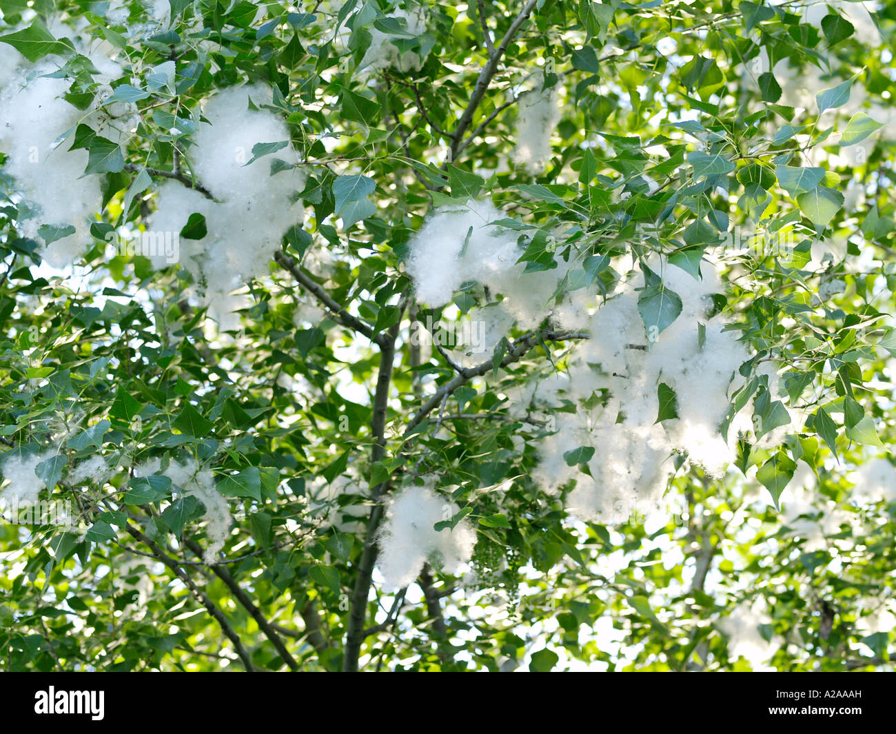 poplar in bloom, wool Stock Photo - Alamy