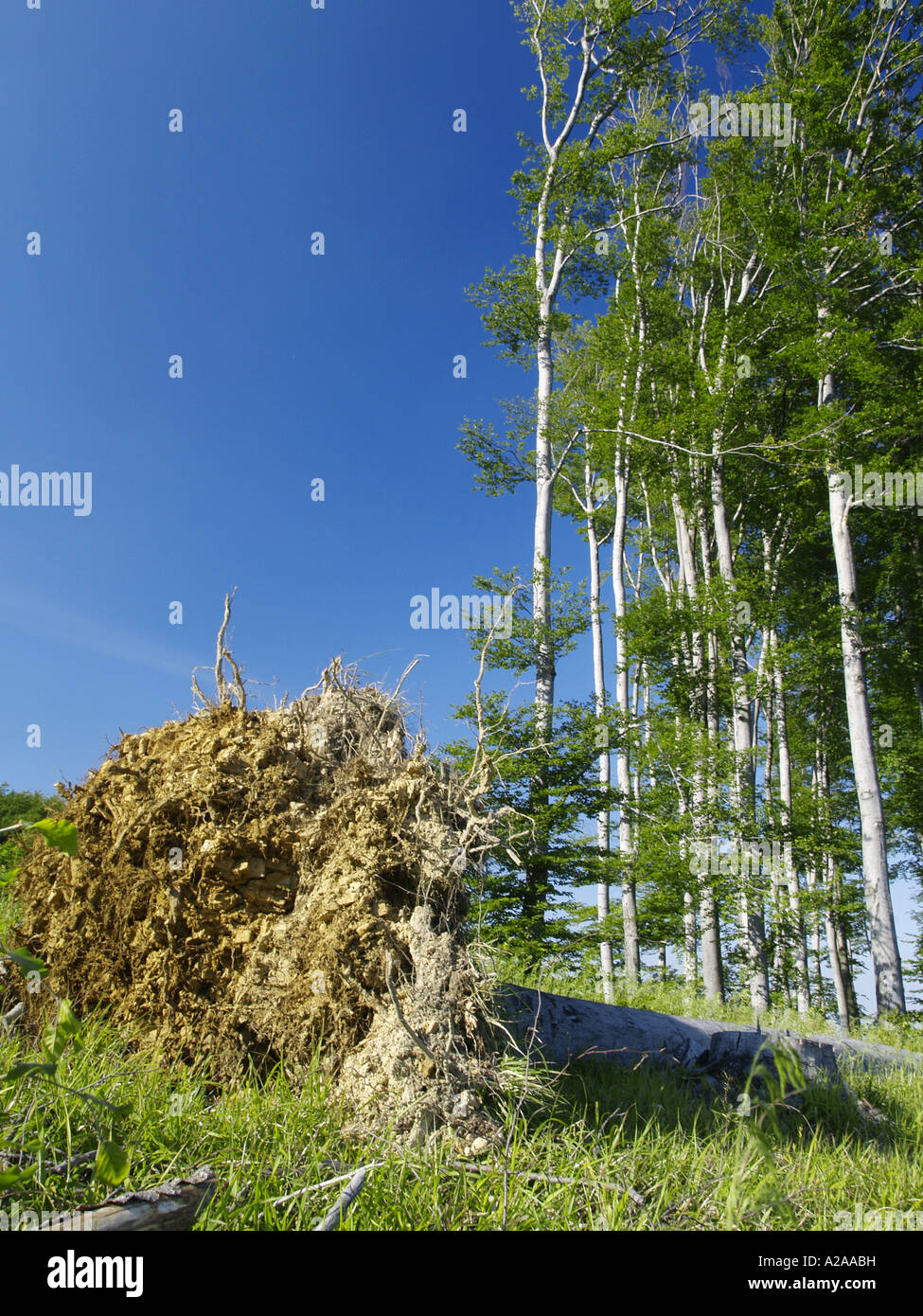 windthrow, uprooted beech tree Stock Photo - Alamy