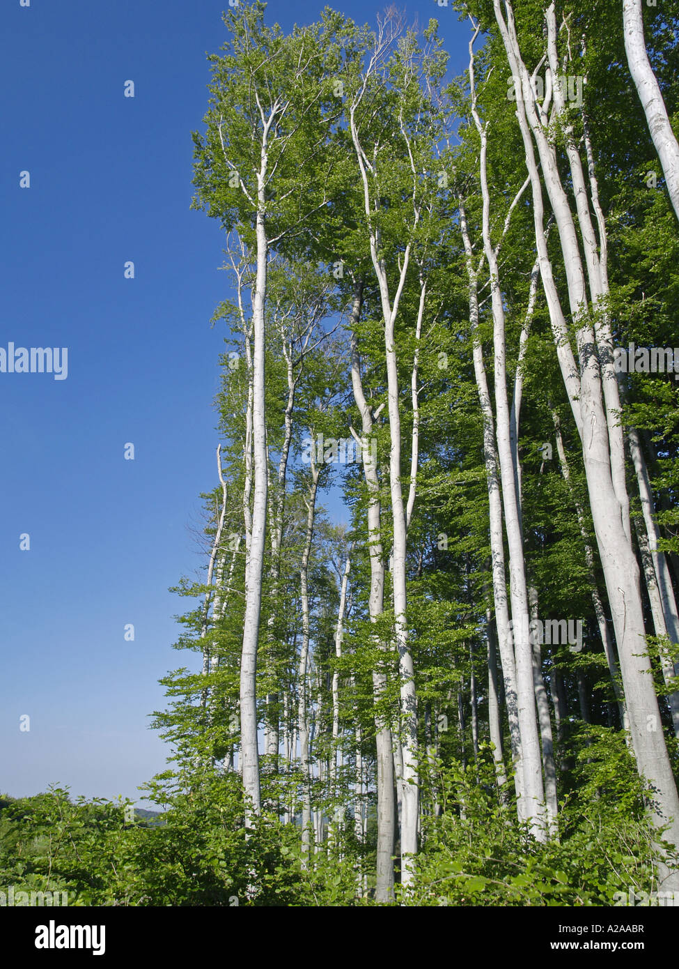 Clear cutting trees hi-res stock photography and images - Alamy