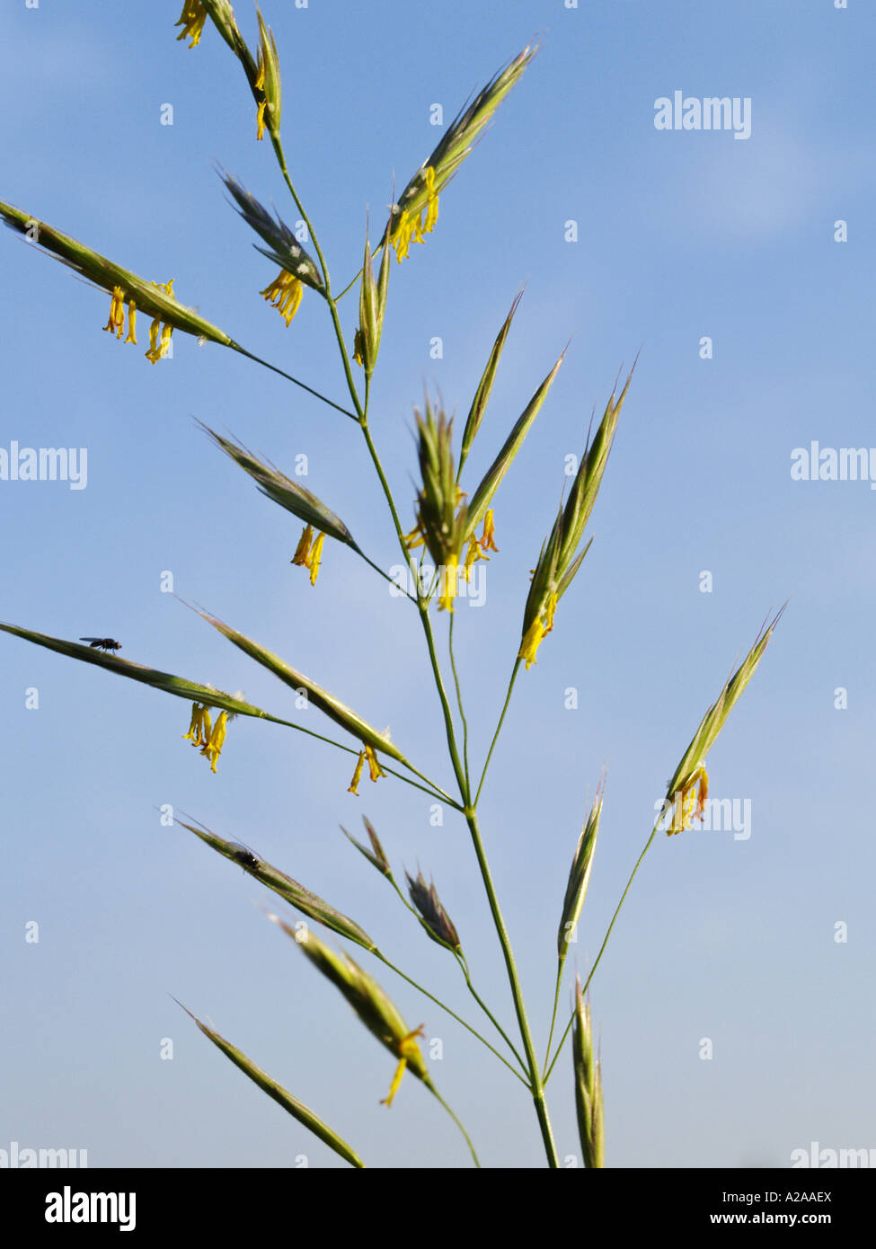 grass, bloom, pollen Stock Photo - Alamy