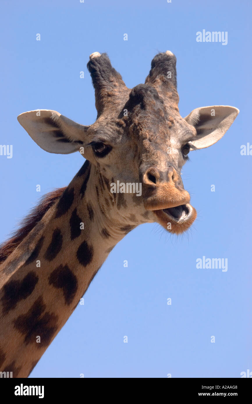 Giraffe Laughing