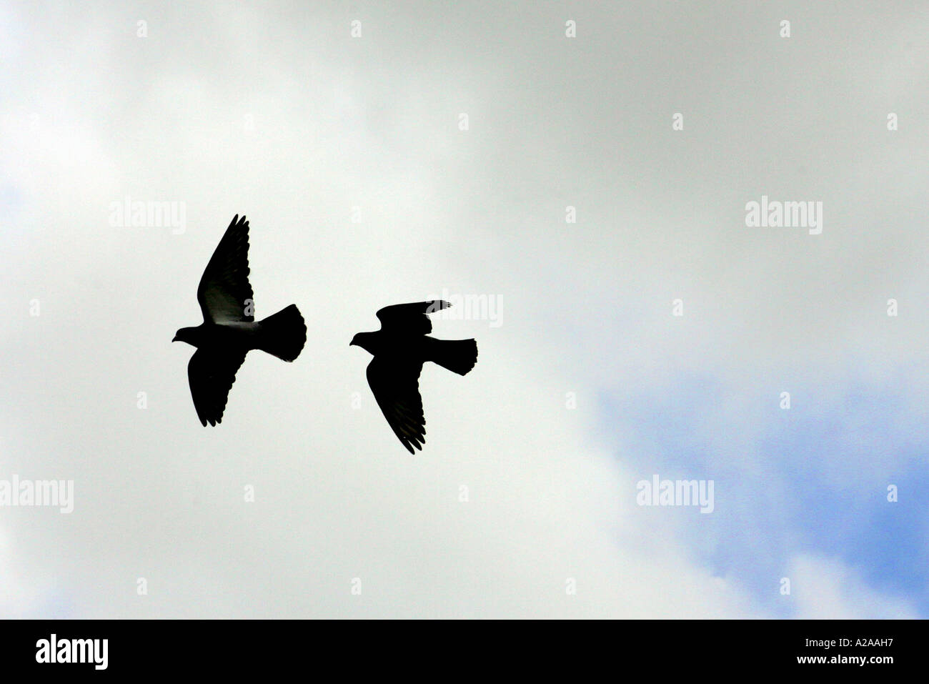 Two pigeons in flight Stock Photo - Alamy
