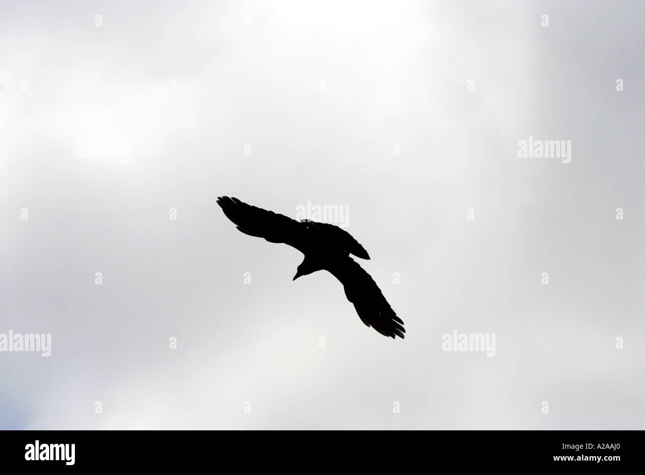 A pigeon in flight Stock Photo - Alamy