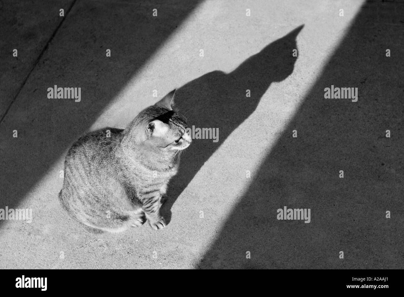 Stock photo in monochrome of a tabby cat sitting quietly in a shaft of ...