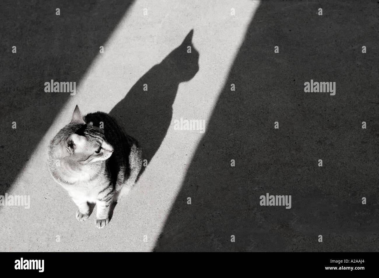 A cat sits in a shaft of sunlight, it's cast shadow sitting behind it ...