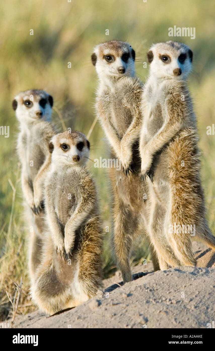 Meerkats on guard Stock Photo - Alamy