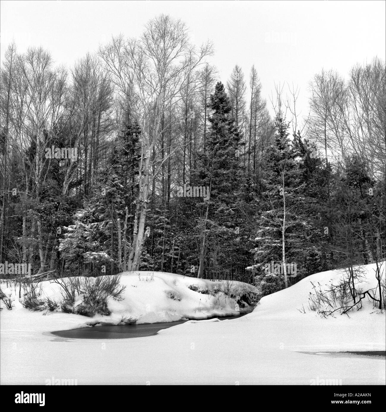 Winter forest tree snow Black and White Stock Photos & Images - Alamy