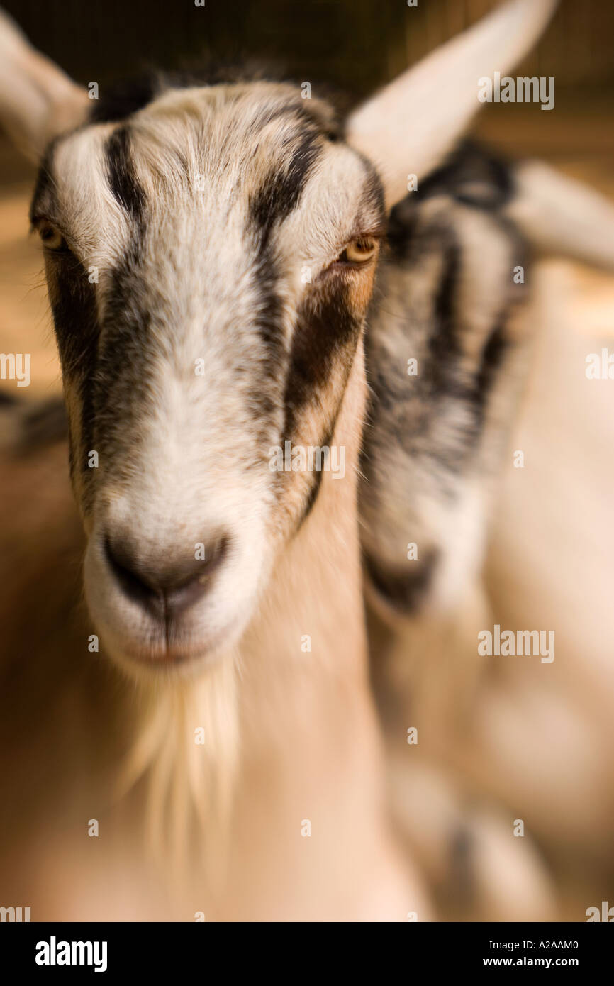 Two hollow horned ruminants hi-res stock photography and images - Alamy