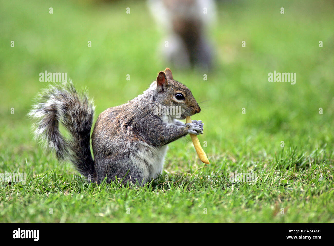 Animals eating junk food hi-res stock photography and images - Alamy