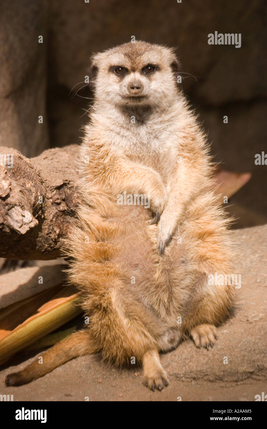 A curious adult meerkat relaxes in the sun, looking directly at the ...