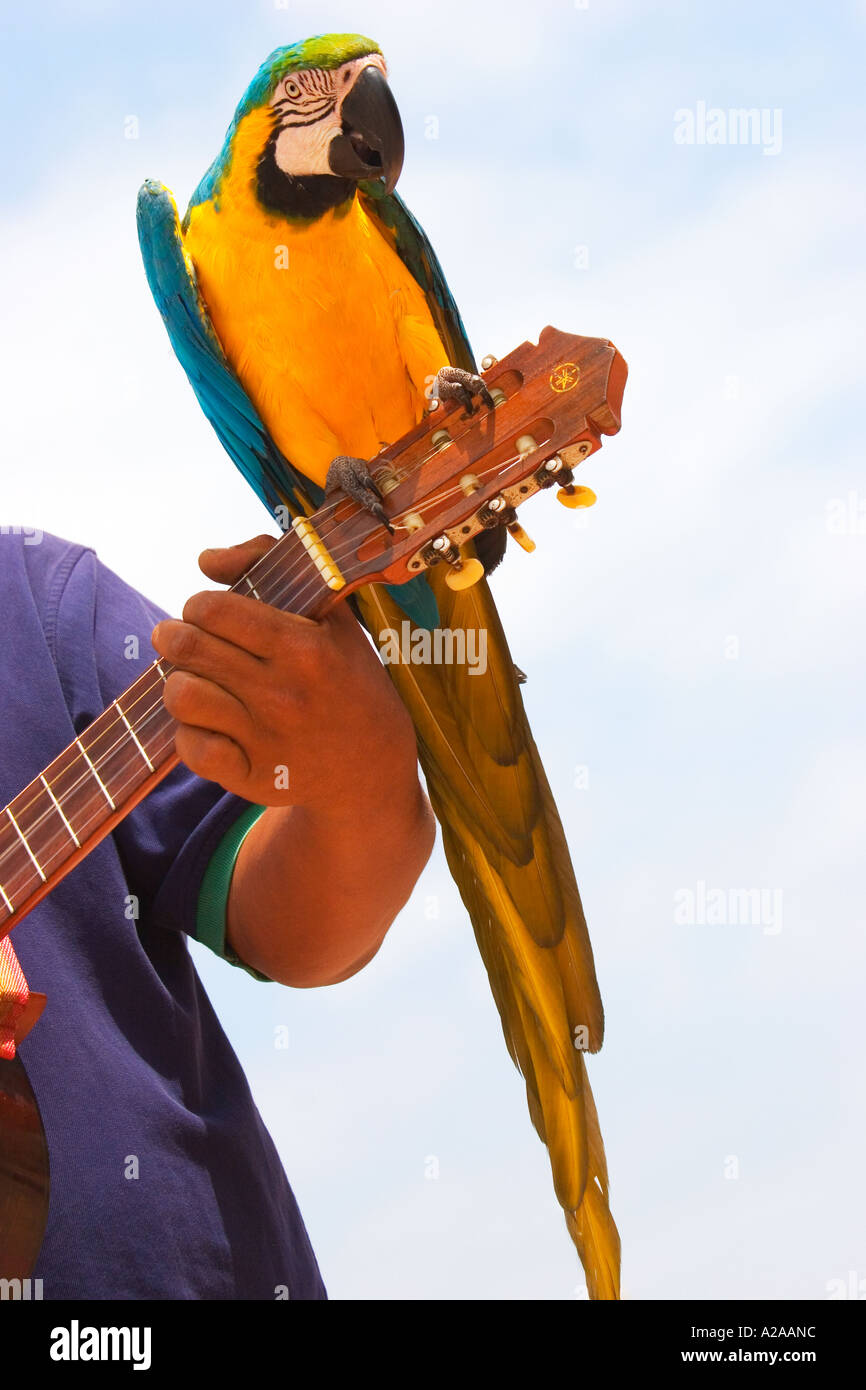 Bird playing guitar hi-res stock photography and images - Alamy