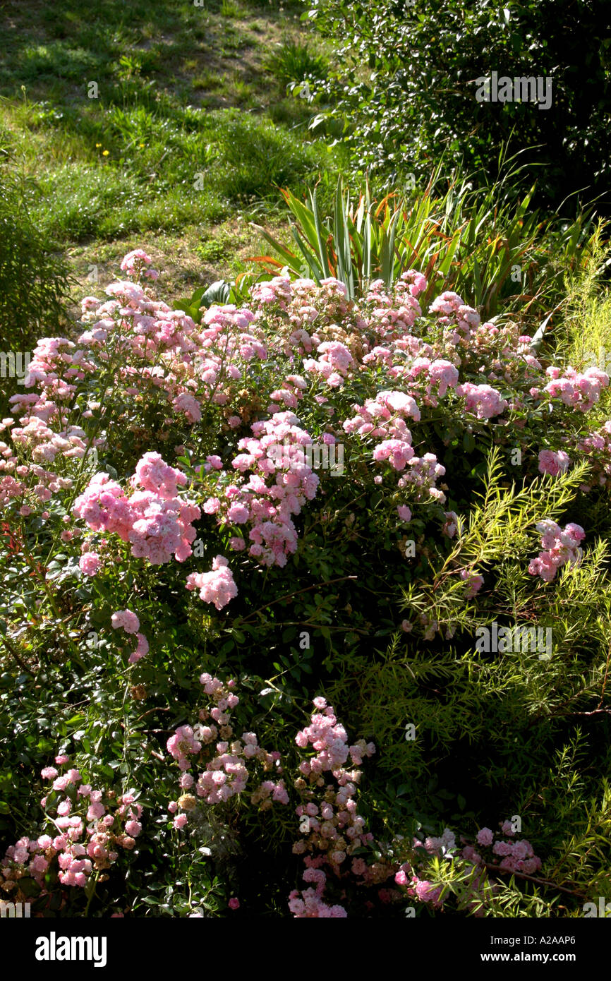 Rosewood flower hi-res stock photography and images - Alamy