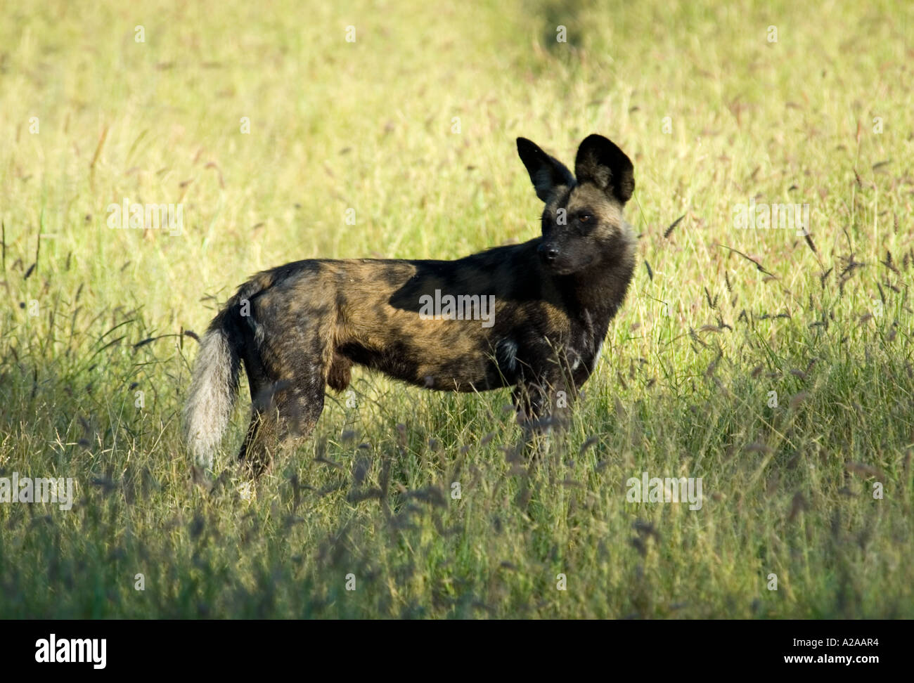 African Hunting Dog Stock Photo - Alamy