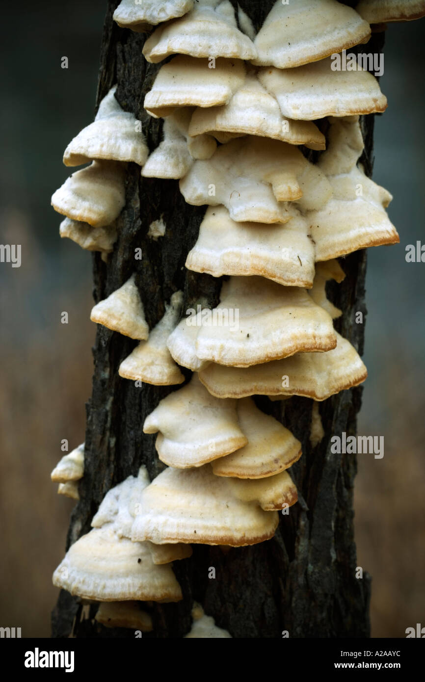 fungus on tree Stock Photo - Alamy