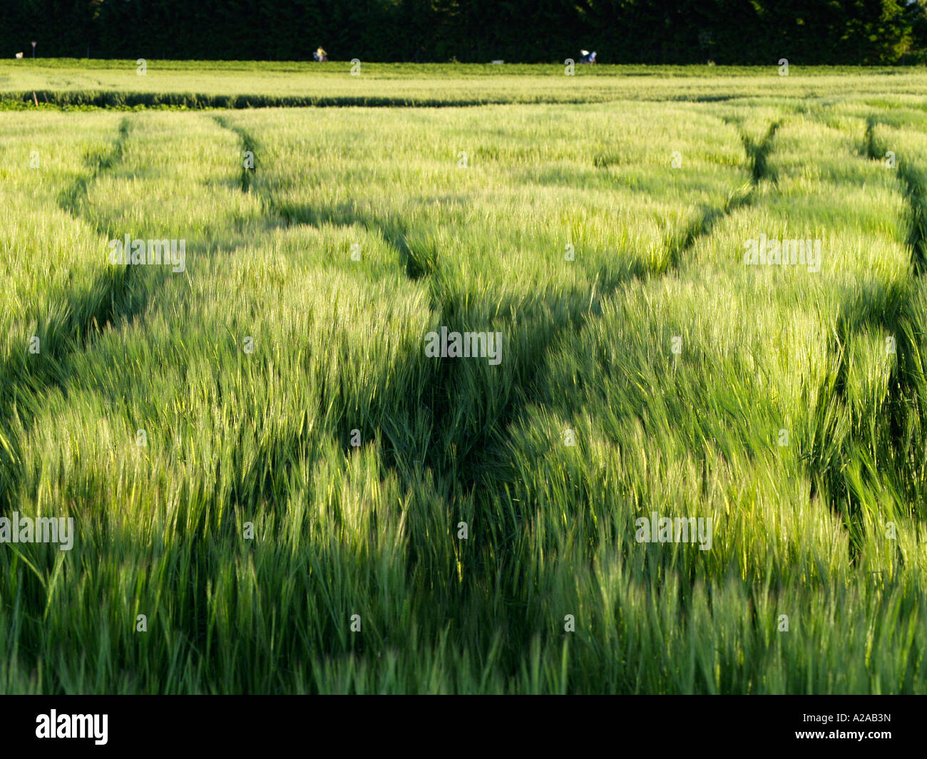 cultivated land to go seperate ways Stock Photo - Alamy