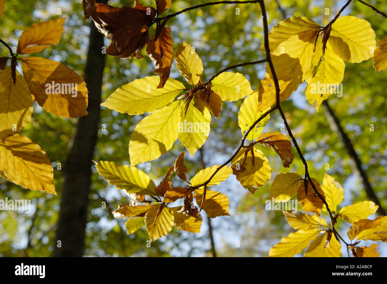beech forest, red beech Stock Photo - Alamy