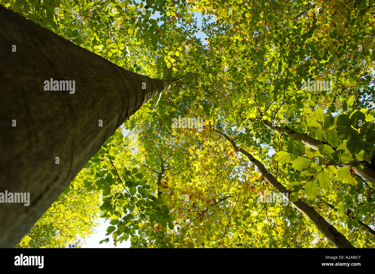 beech forest, red beech Stock Photo - Alamy