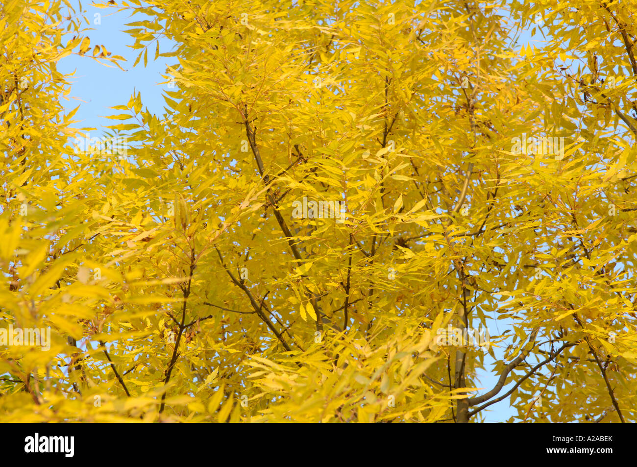 ash tree, fraxinus Stock Photo - Alamy