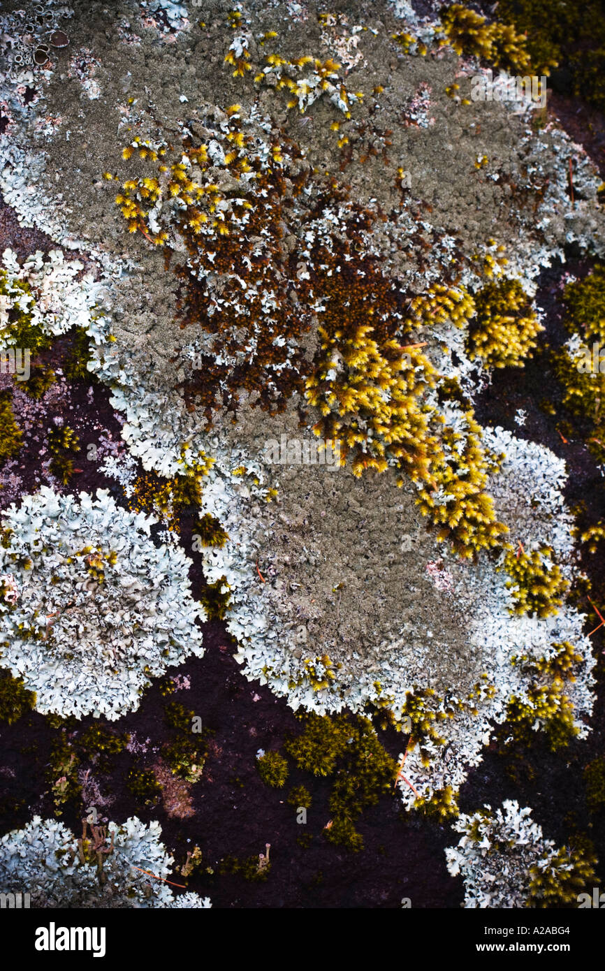 Gray moss on rocks hi-res stock photography and images - Alamy