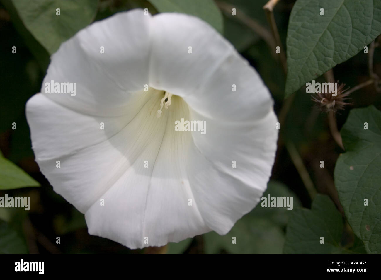 Large Bindweed, Calystegia Silvatica Stock Photo - Alamy
